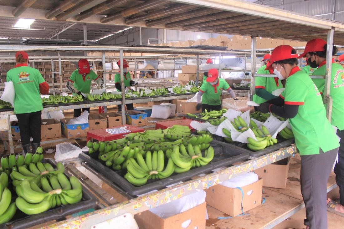 10 Containers of Dak Lak bananas officially exported to China during ...